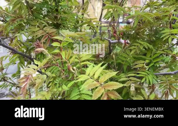Branches of false spiraea with young leaves in overcast morning Stock ...