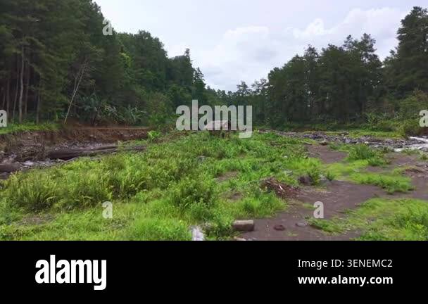 Rainy forest stream flows through rocky bed. Green grass grows beside ...