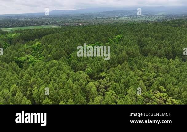 Aerial view captures dense green forest canopy. Vast tree cover ...