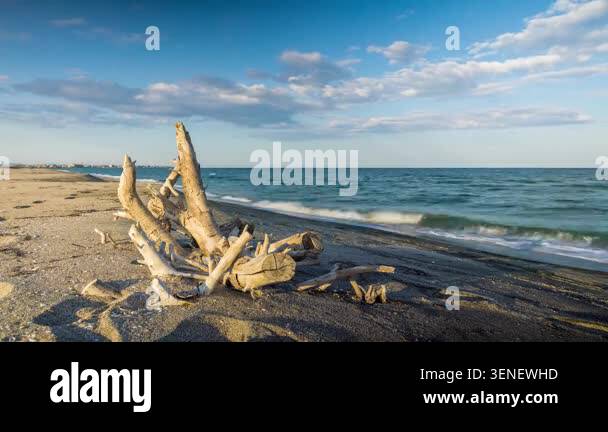 A large dry gnarled branch in the sunset sunlight lies on an empty wild ...