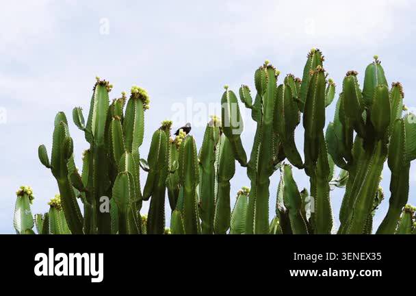 Blackbird perches on tall cactus stems with blooming tops against a ...