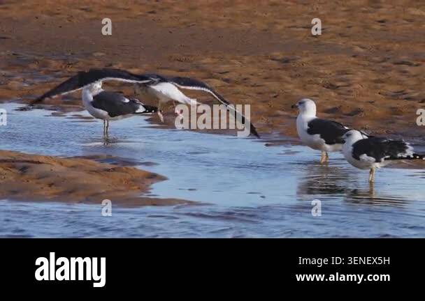 Seagulls forage in shallow coastal water along a sandy shoreline in a ...