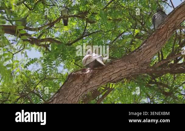 Pigeons perch among leafy tree branches while a tortoise rests on a ...