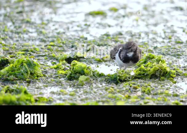 Small shorebird forages among algae and shallow water in a wetland ...