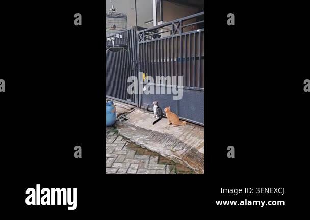 A vertical shot of a black and white cat and an orange cat sitting ...