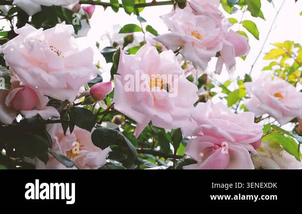 Soft pink roses blooming against bright summer sky. High quality 4k ...