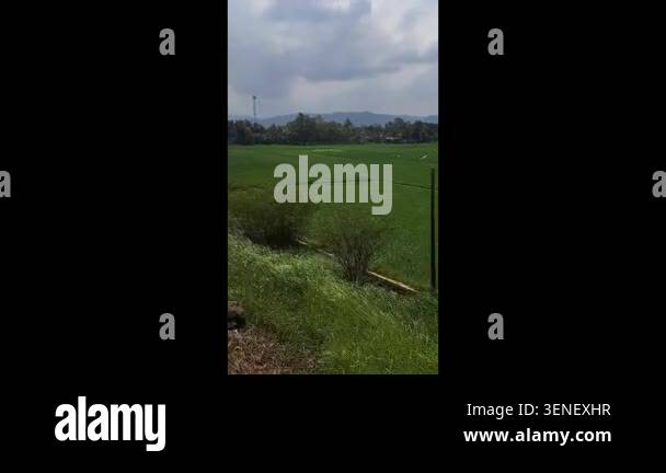 A vertical cinematic shot of an expansive green paddy field under a ...