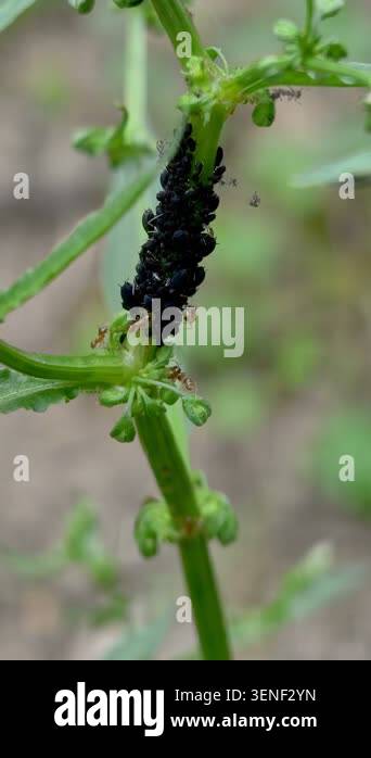 Wild plant lice parasite insects colony living on farm ecosystem ...