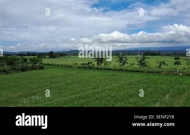 A wide panoramic view overlooking a dense green forest canopy with ...