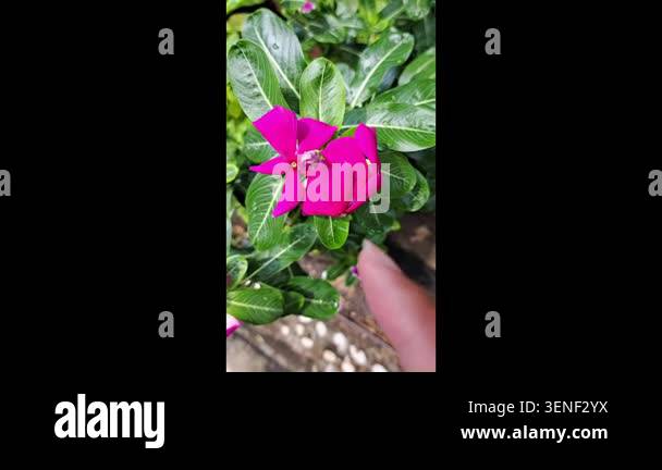 A macro shot of a vibrant pink Madagascar Periwinkle flower with water ...
