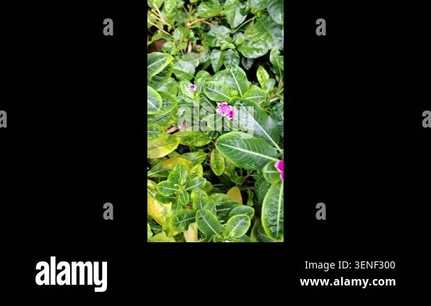 A vibrant close-up shot of pink Madagascar Periwinkle flowers blooming ...