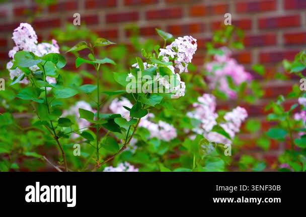 Lilac. Syringa vulgaris. Branches of blossoming lilac sway in the wind ...