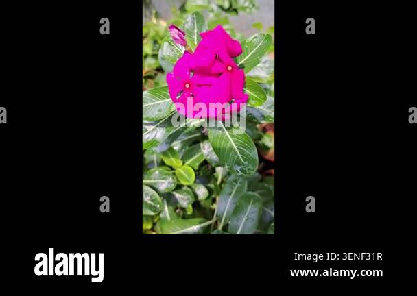 A wider shot of a healthy Madagascar Periwinkle plant with multiple ...