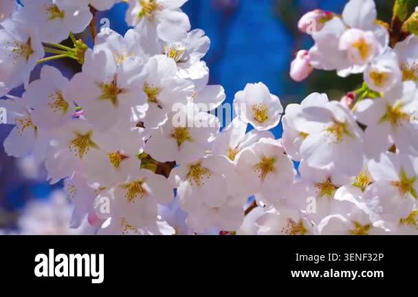 Sakura flower blossoms, symbol of love, beauty and new beginnings ...