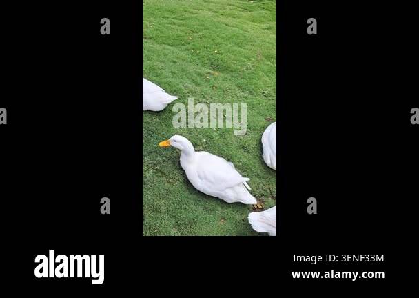 Three white domestic geese foraging and walking on a lush green lawn ...