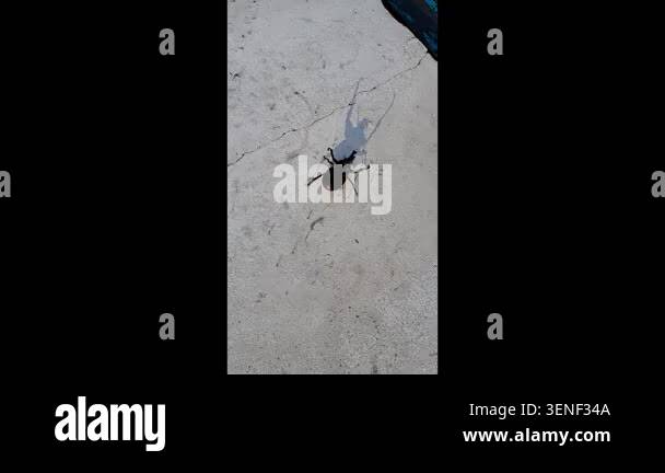 A top-down vertical shot of a large black beetle crawling on a gray ...