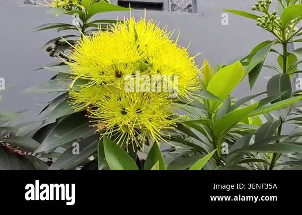 A wide shot of bright yellow Xanthostemon or Golden Penda flowers in ...