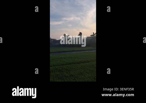 A vertical cinematic view of the sun rising behind trees over an ...