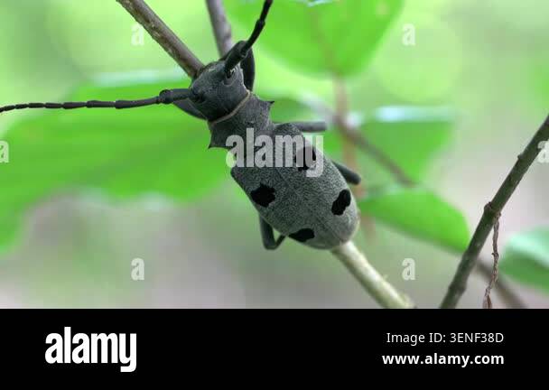 Morimus funereus on a young tree branch Stock Video Footage - Alamy