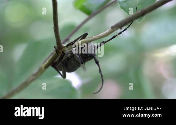 Morimus funereus on a young tree branch Stock Video Footage - Alamy