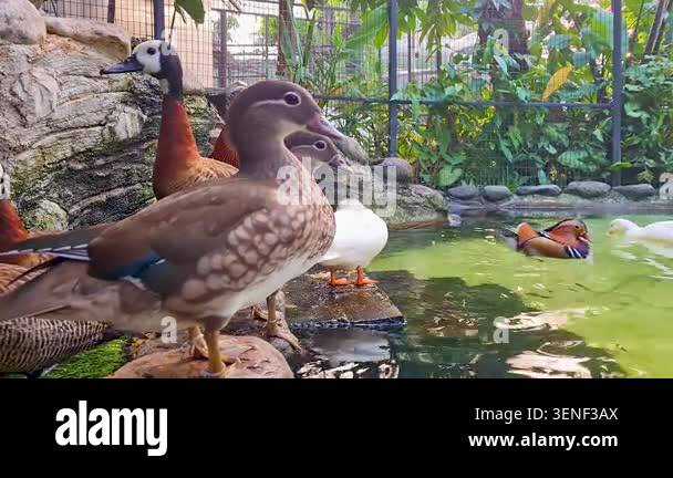 A vibrant collection of exotic waterfowl, featuring Mandarin ducks and ...