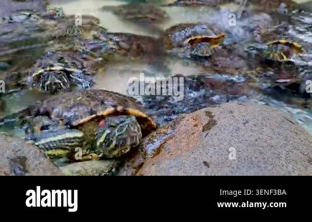 Multiple red-eared slider turtles swim and rest on rocks in a clear ...