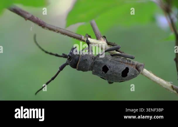 Morimus funereus on a young tree branch Stock Video Footage - Alamy