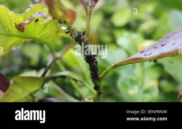 Detail of a lemon tree branch plagued by black aphids and ants, with ...