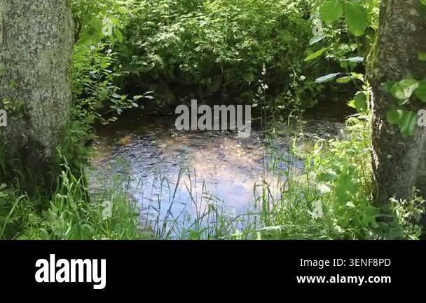 Lush green vegetation and ivy-covered trees surrounding a peaceful ...