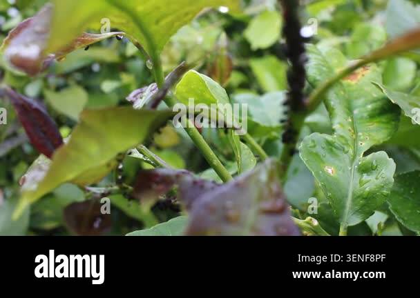 Close up shot of a severe aphid infestation on the green leaves and ...