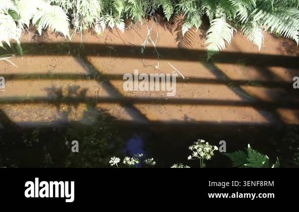 Top-down view of small aquatic insects moving swiftly on the surface of ...