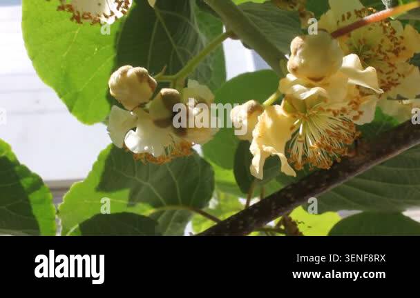 Close up video showcasing the delicate beauty of kiwi blossoms growing ...