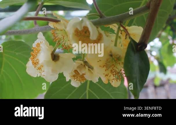 Macro shot of blooming kiwi vine flowers with prominent stamens in a ...