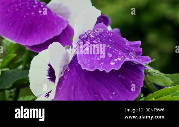Bold purple pansy blooms with white accents and water droplets on ...