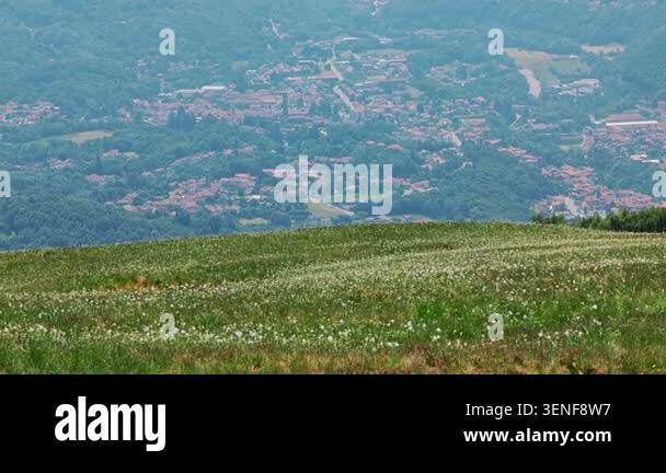 High-altitude meadow covered with white narcissus blooms overlooking ...