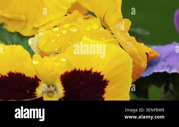 Vivid yellow pansy blooms with shining water drops covering the petals ...