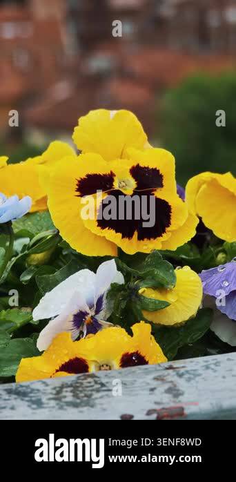 Bright yellow pansy blooms with distinctive dark markings and ...