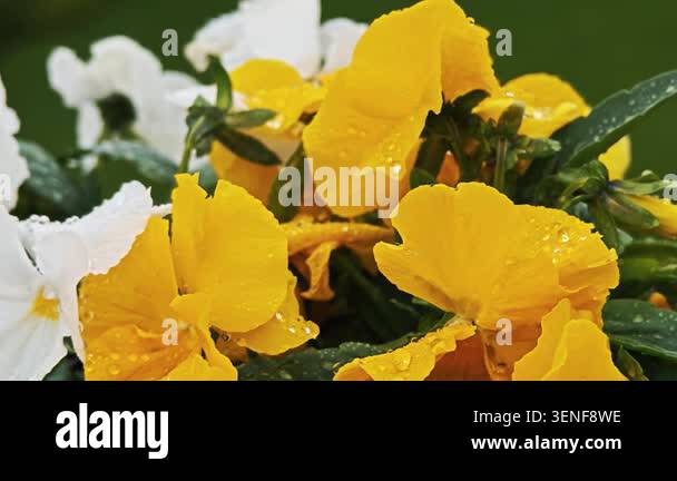 Contrasting yellow and white pansy blooms with glistening water ...