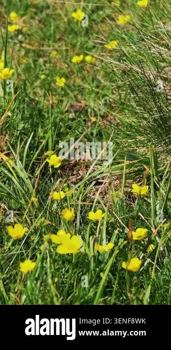 Macro view of bright yellow buttercup flowers nestled in dense green ...