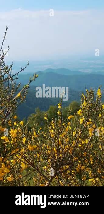 Detailed view of bright yellow broom flowers with sweeping alpine ...