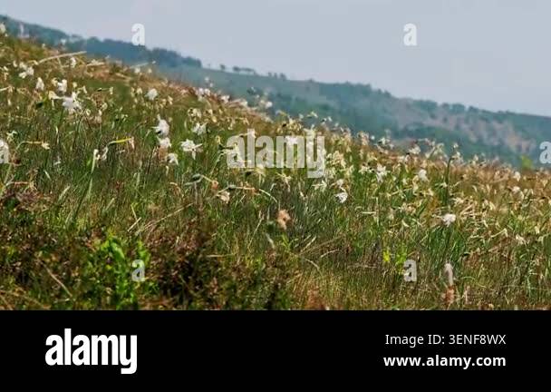 Low angle upward view of white narcissus blooms on alpine meadow slope ...