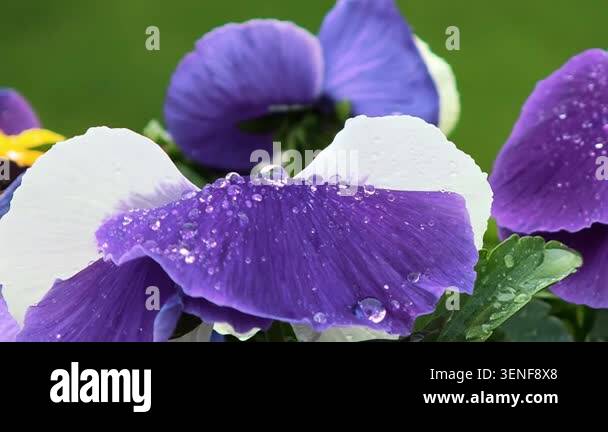 Delicate white and violet pansy flowers with glistening water drops on ...