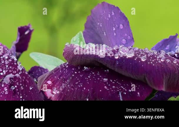 Deep burgundy and dark purple pansy blooms with glistening raindrops on ...