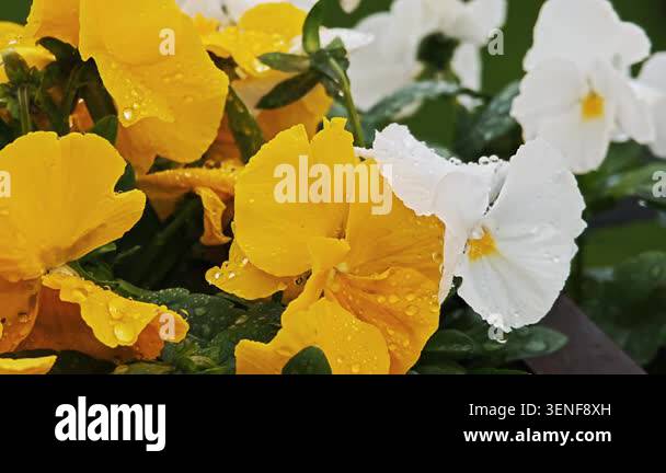 Bright yellow pansy blooms with water droplets in foreground with white ...