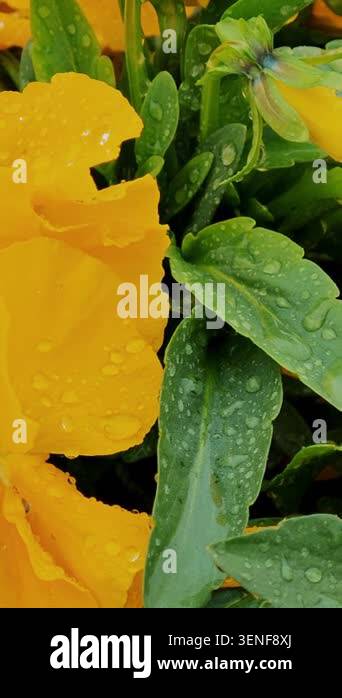 Cheerful yellow pansy blooms standing out against dense green garden ...