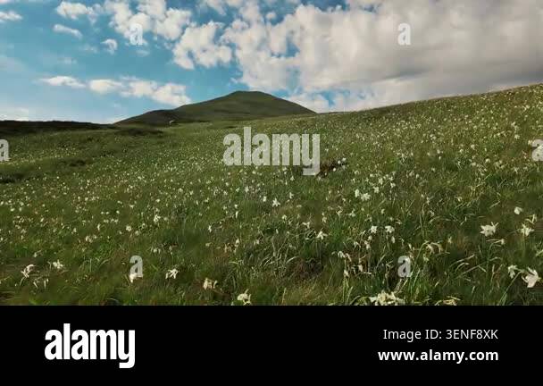 Colorful alpine slope with mix of white narcissus and yellow buttercup ...