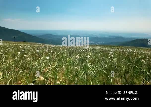 Close view of white narcissus blooms on alpine meadow slope with ...