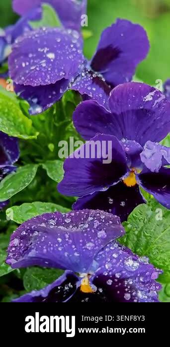 Richly saturated deep violet pansy blooms covered with glistening rain ...