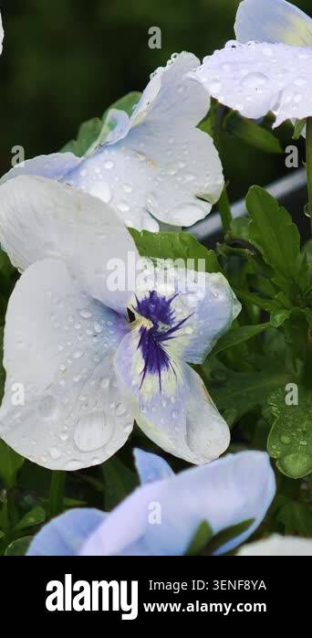 Soft blue pansy blooms nestled among fresh green foliage in garden ...