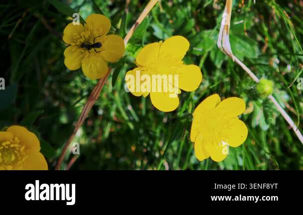 Extreme macro of bright yellow buttercup petals with glossy shiny ...